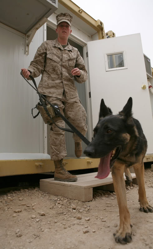 Vodici pasa i vojni psi